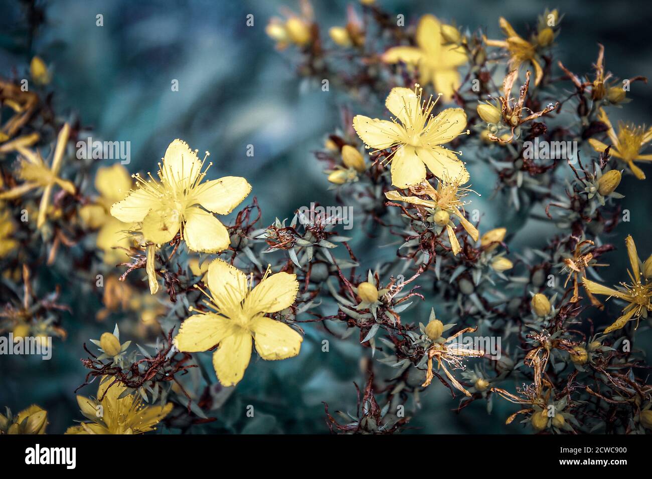 Yellow flowers on a cool blue background Stock Photo - Alamy