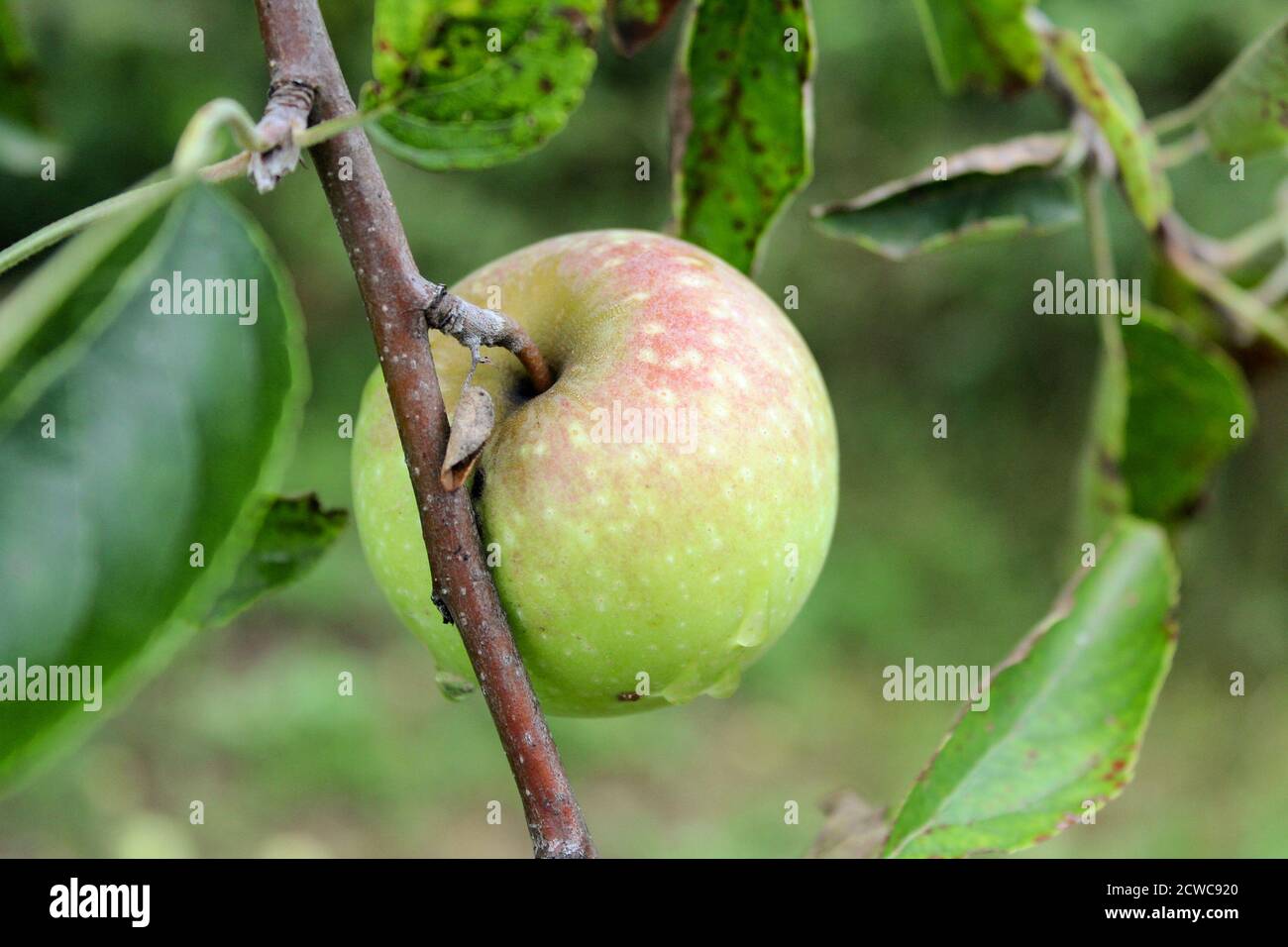 Ripe apple on a branch Stock Photo - Alamy