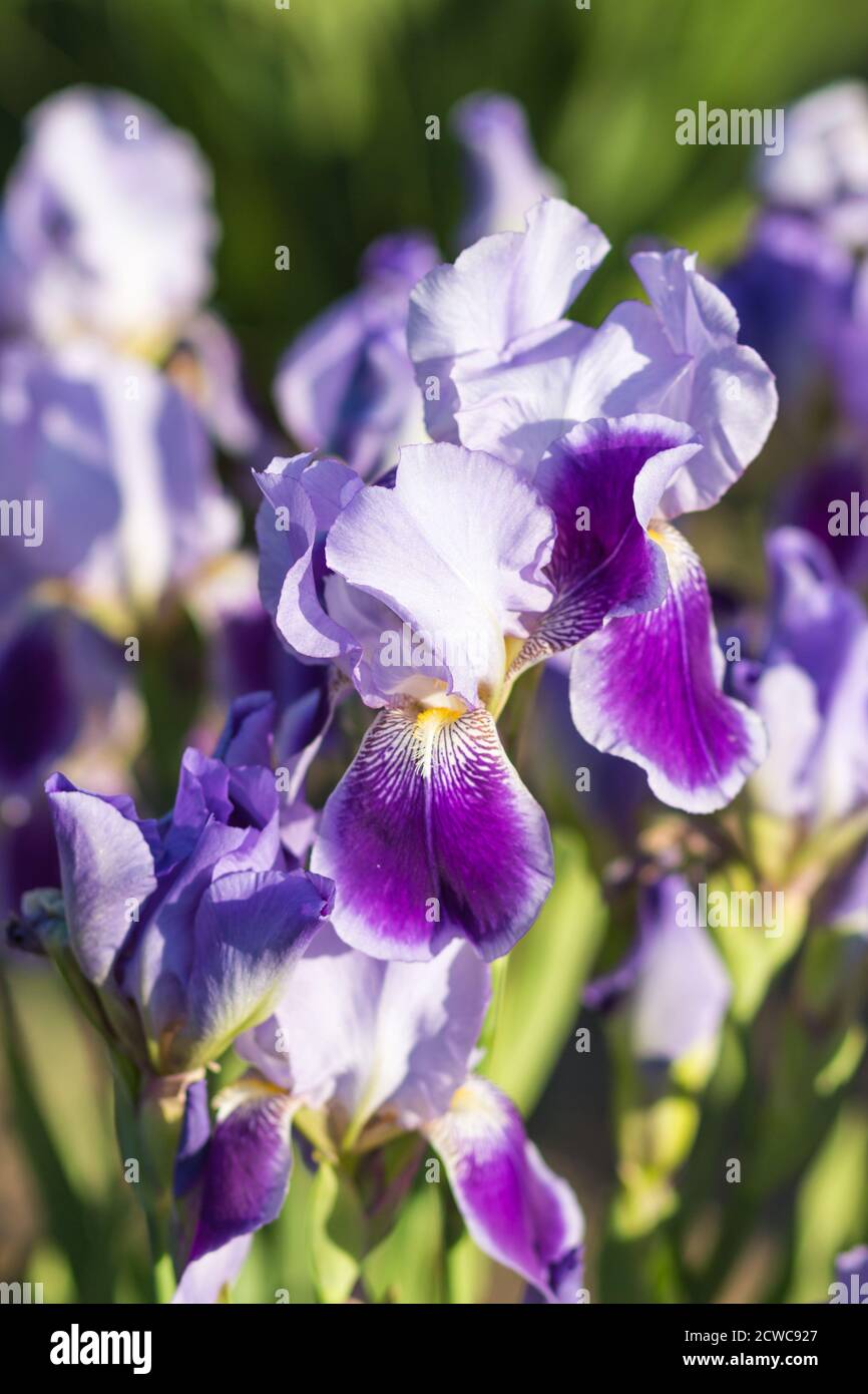 Colorful purple irises in a botanical garden Stock Photo - Alamy
