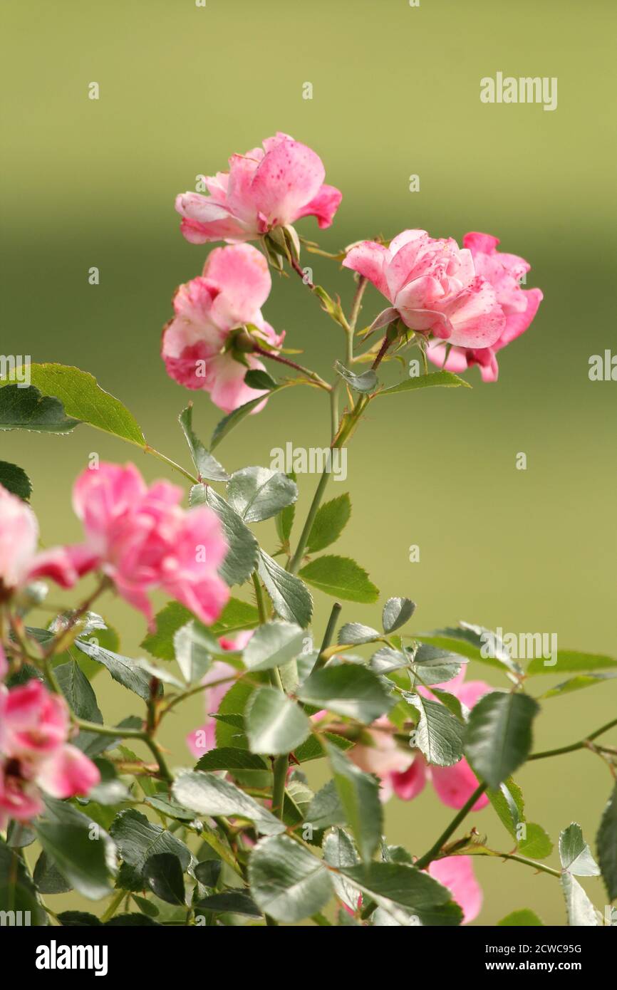 Pink roses on a green background Stock Photo - Alamy