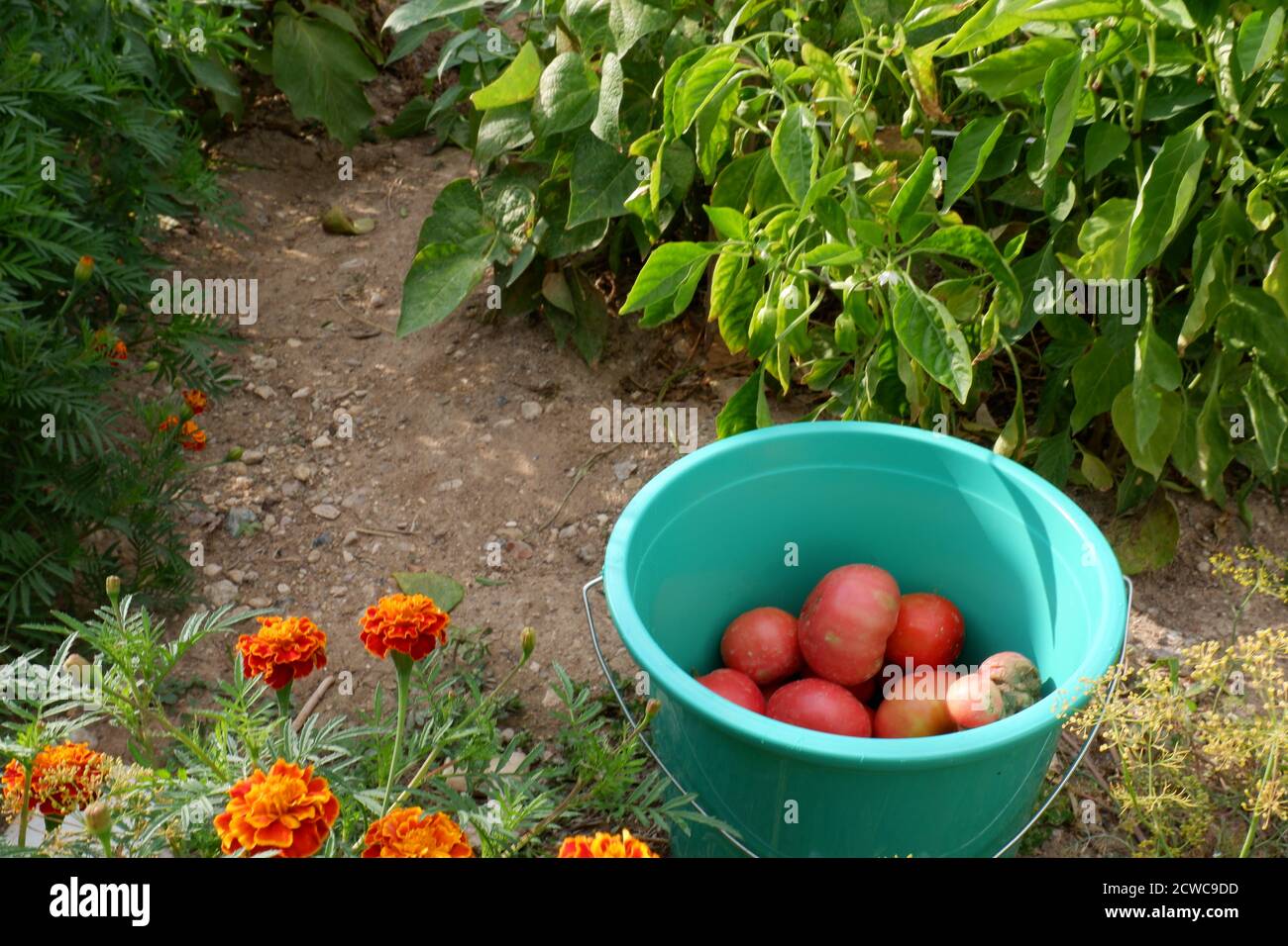 Pick vegetables hi-res stock photography and images - Alamy