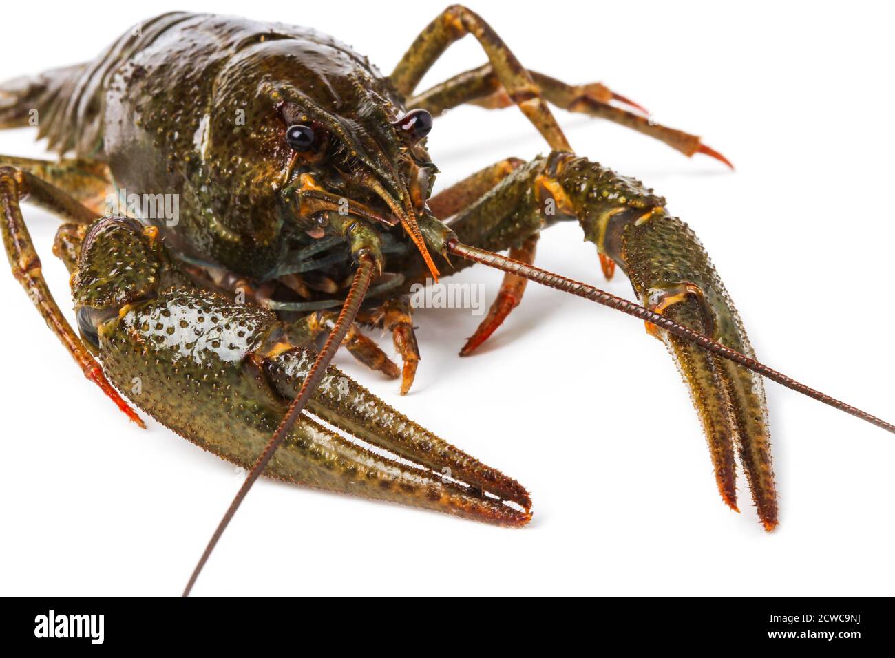 Crayfish shell and claws hi-res stock photography and images - Alamy