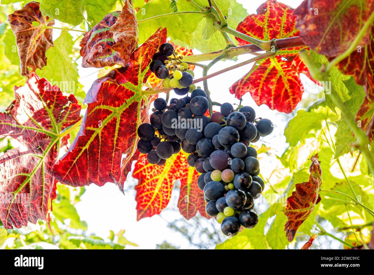 Vitis labrusca hi-res stock photography and images - Alamy