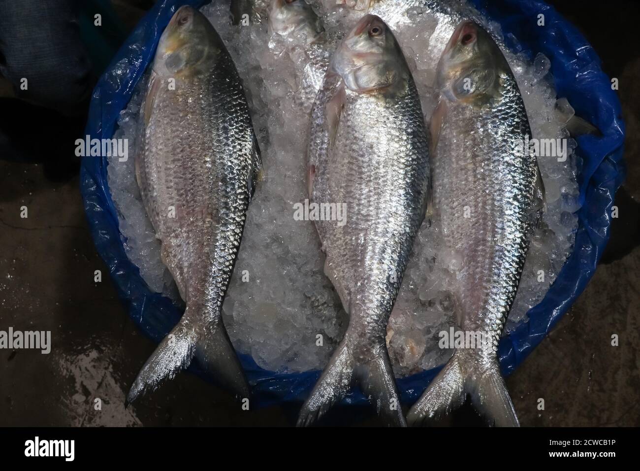 Hilsa fish hi-res stock photography and images - Alamy