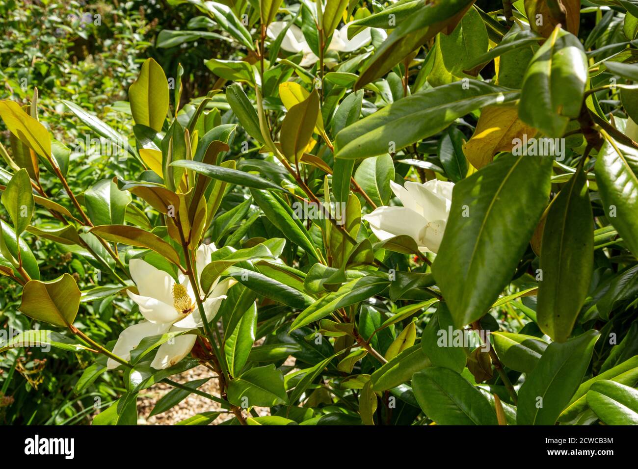 Magnolia Grandiflora Ferruginea in flower in a Devon garden Stock Photo ...