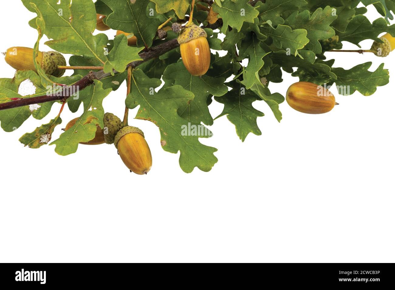 Close up view of green oak twig with brown acorns isolated on white backgrounds. Beautiful ...