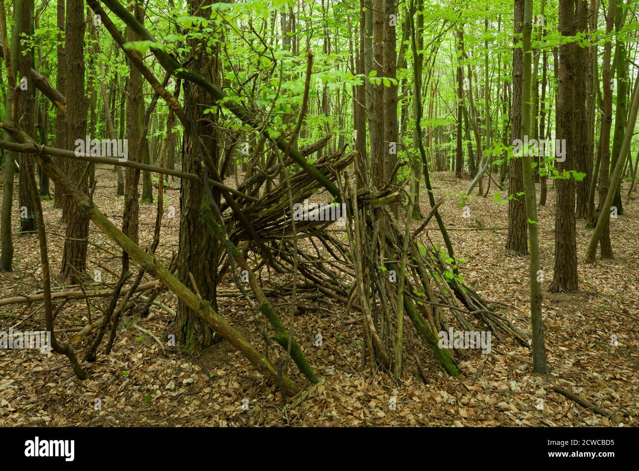 Leaf shelter in woods england hi-res stock photography and images - Alamy