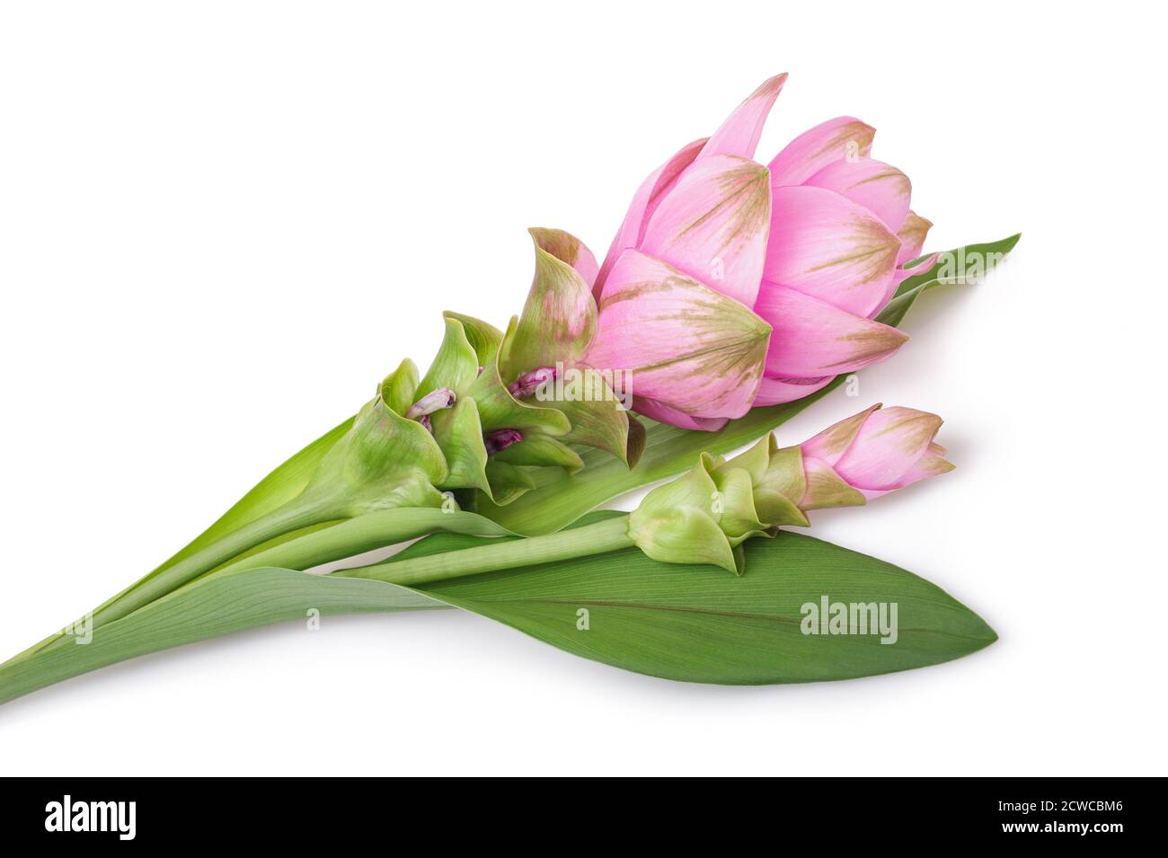 Curcuma longa flowers hi-res stock photography and images - Alamy