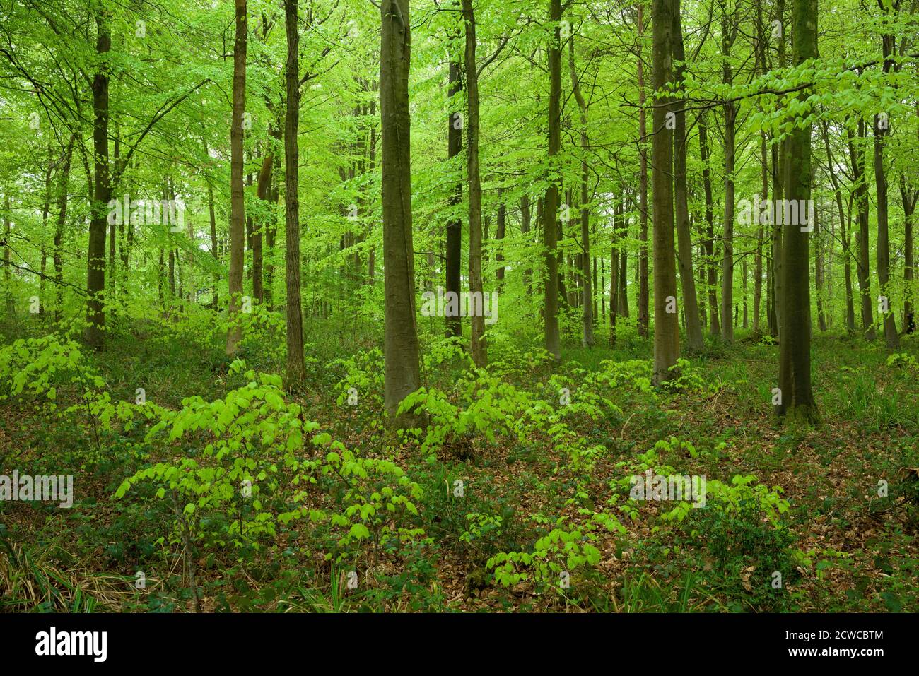New lush growth on beech trees in spring in a broadleaf woodland at ...
