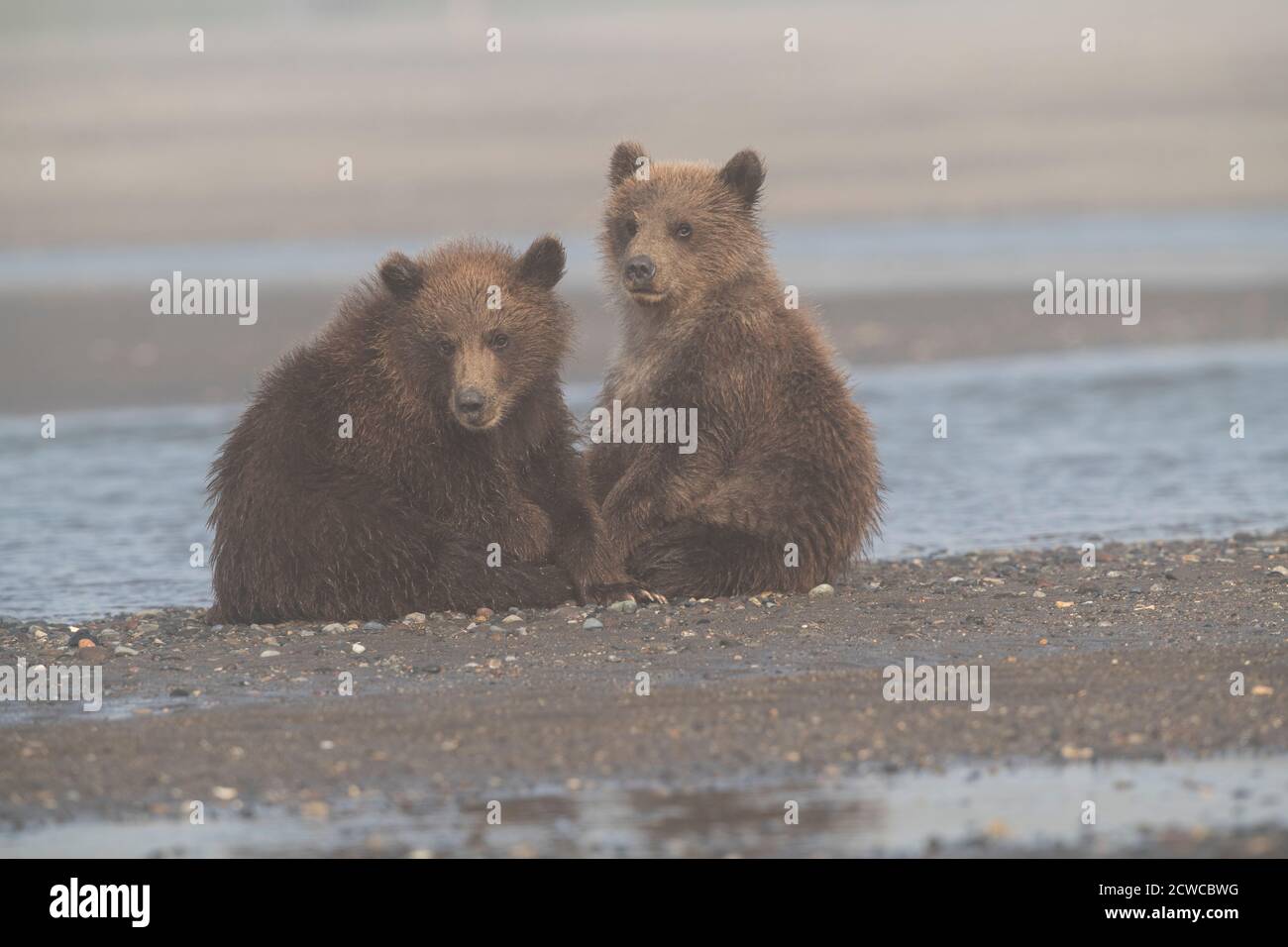 Alaskan coastal brown bear Stock Photo - Alamy