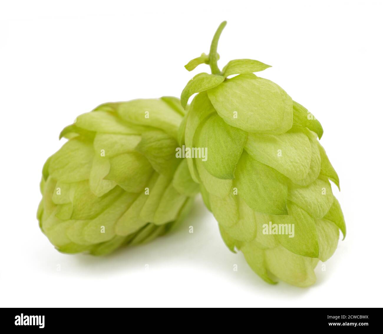 Hops cones isolated on white baxkground Stock Photo - Alamy