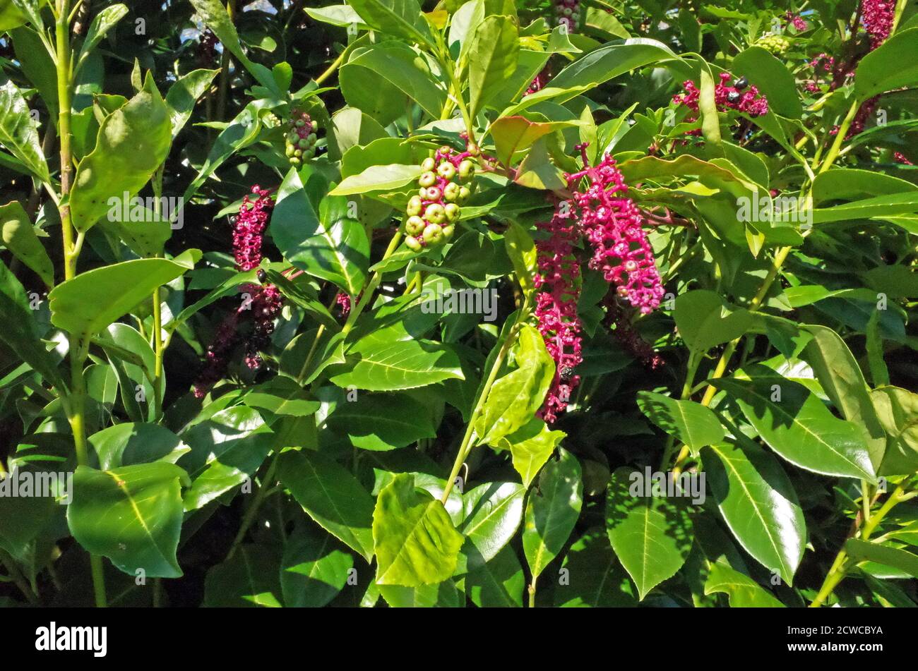 Cluster flowering close-up Stock Photo - Alamy