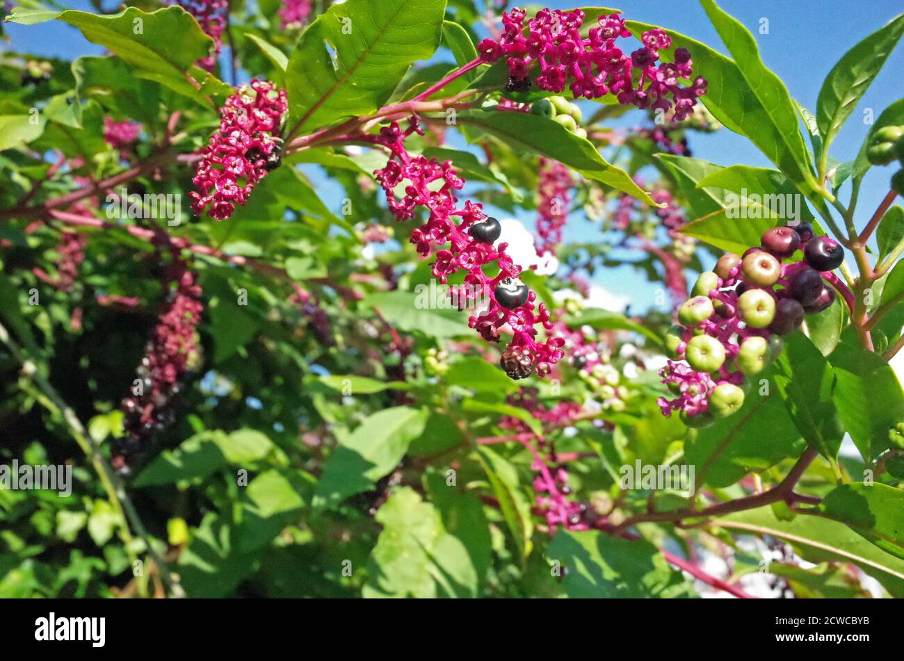 Flourishing cluster hi-res stock photography and images - Alamy