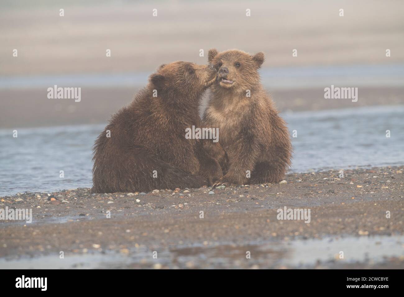 Alaska Bear Cuddling High Resolution Stock Photography and Images - Alamy