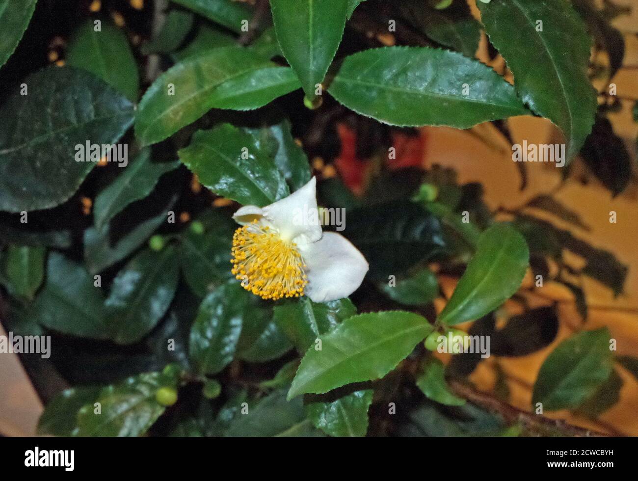 Tea plant camellia sinensis hi-res stock photography and images - Alamy