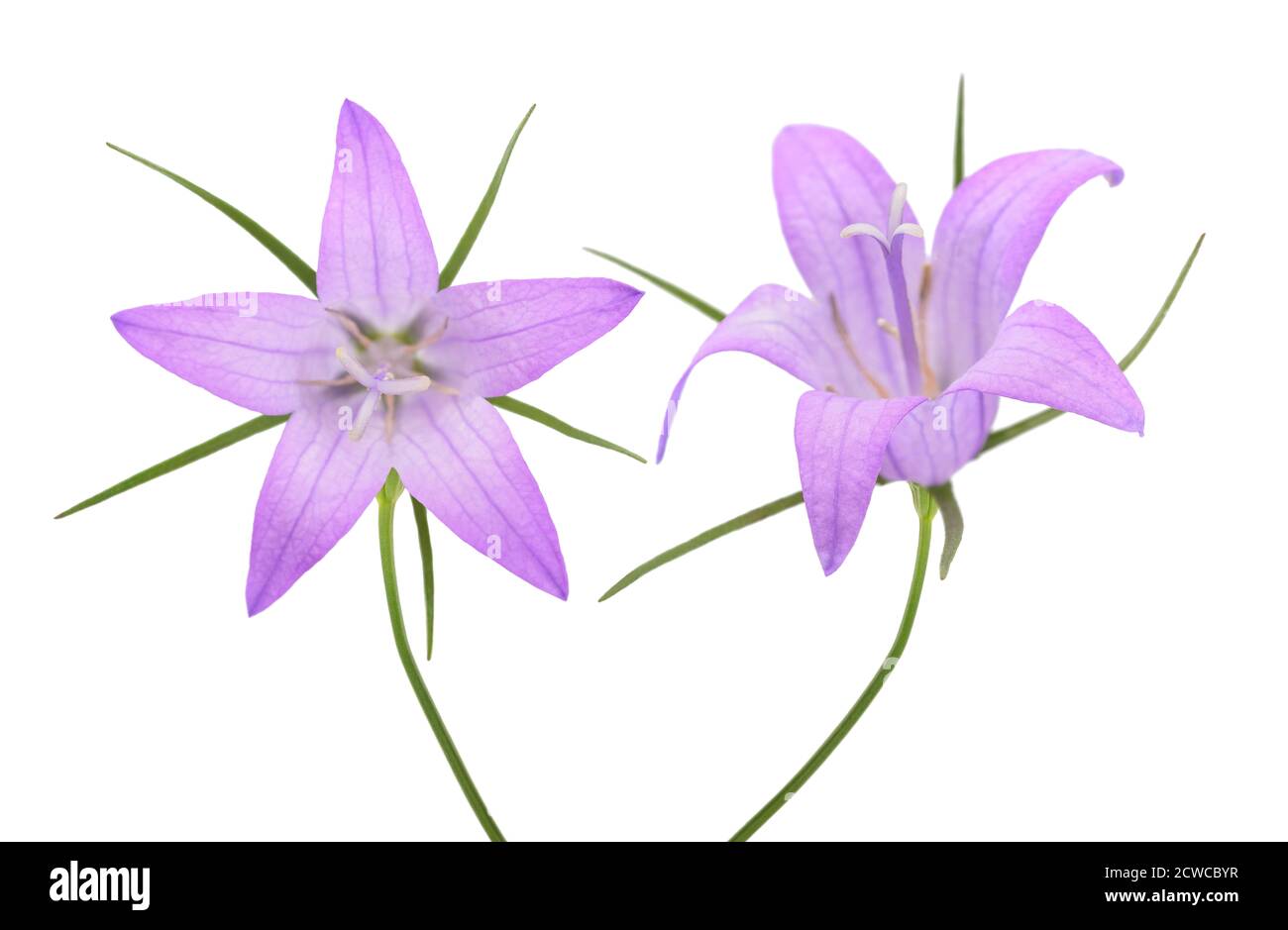 Rampion campanula rapunculus Cut Out Stock Images & Pictures - Alamy
