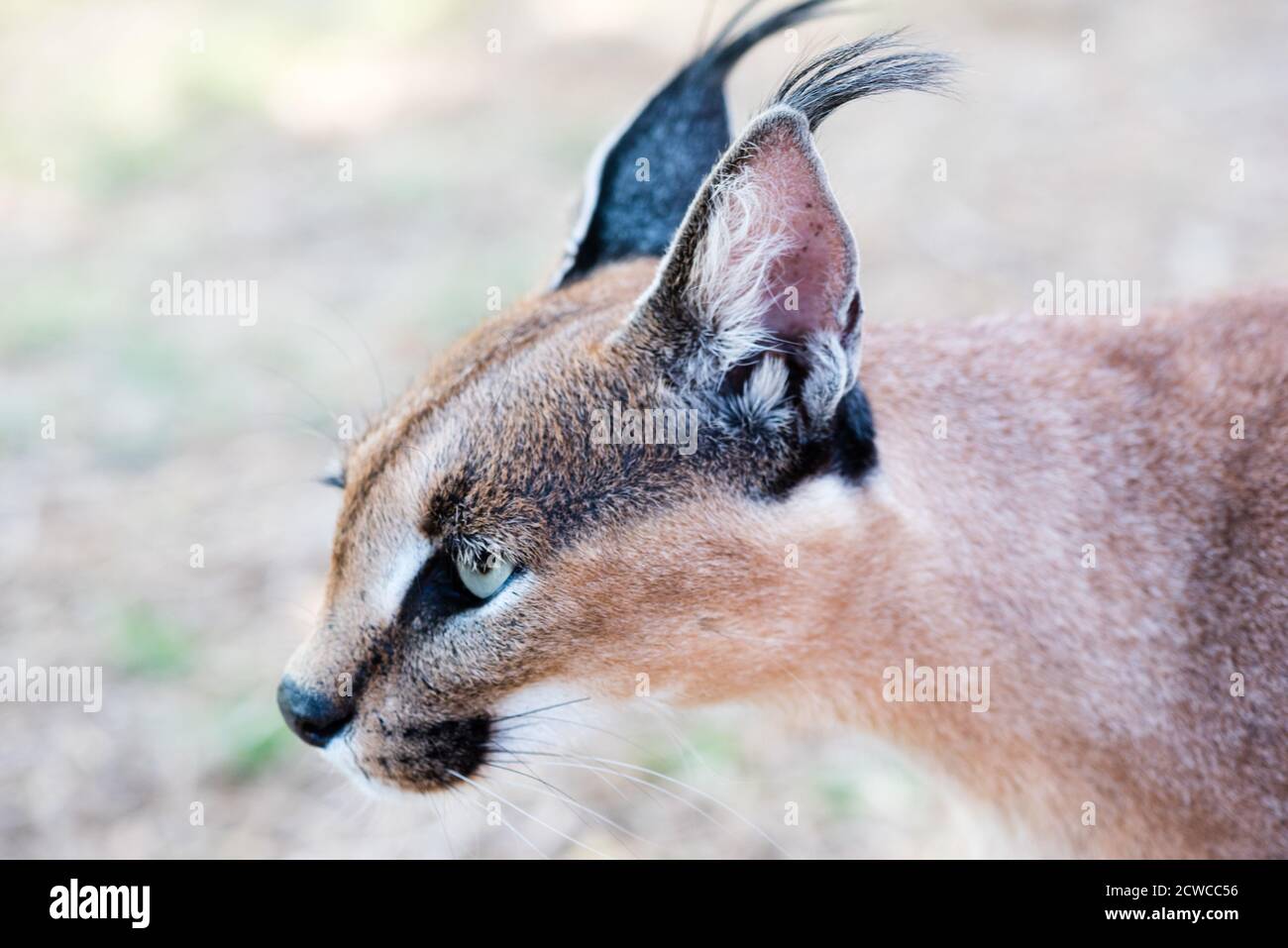 Closeup shot of a wild Caracal with green eyes Stock Photo - Alamy