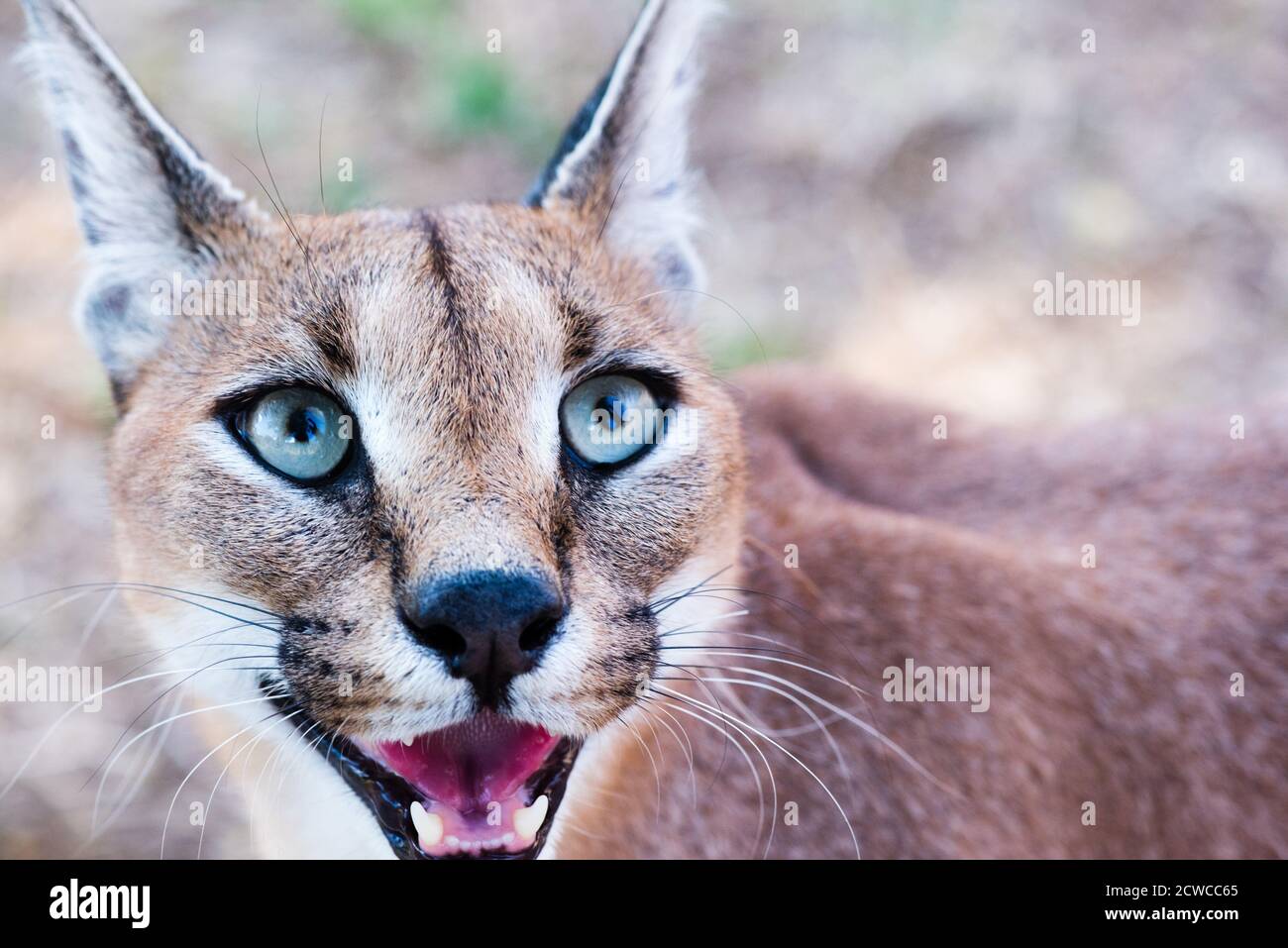 Closeup shot of a wild Caracal with green eyes Stock Photo - Alamy