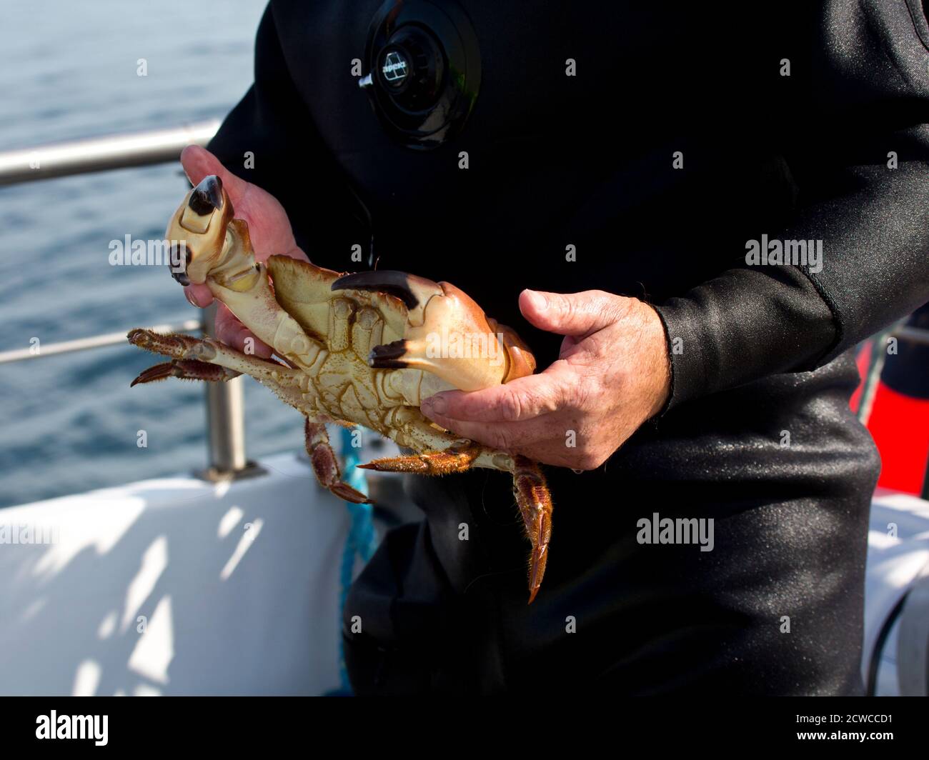 Scottish Crab High Resolution Stock Photography and Images - Alamy