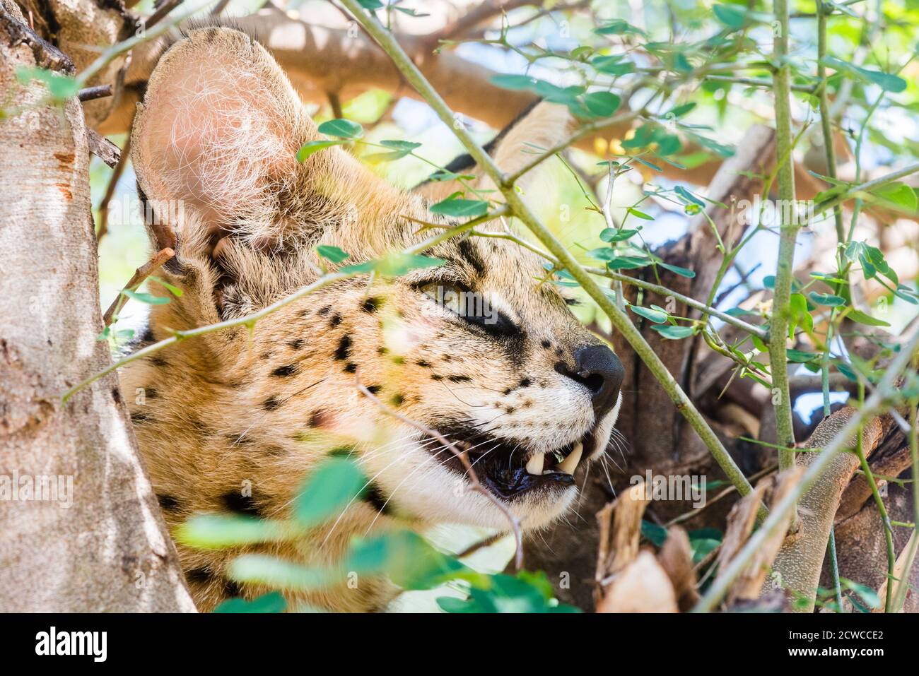 Closeup shot of a wild cat on the tree Stock Photo - Alamy