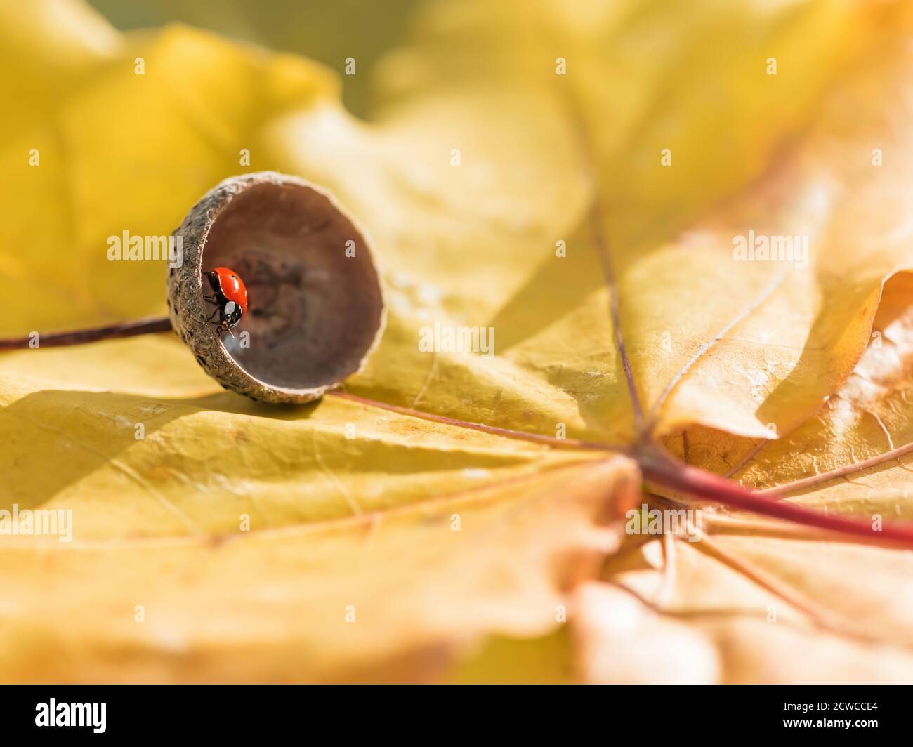Beautiful photo red ladybug hi-res stock photography and images - Alamy