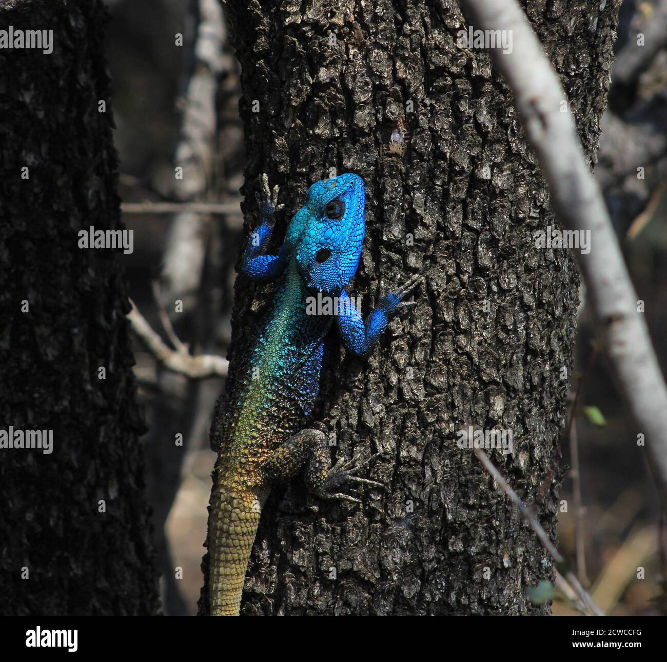 Lizard with spikes hi-res stock photography and images - Alamy