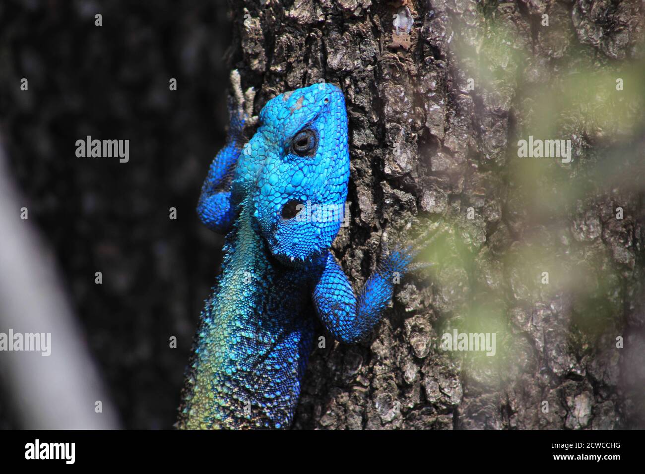 Blue headed lizard on tree Stock Photo - Alamy