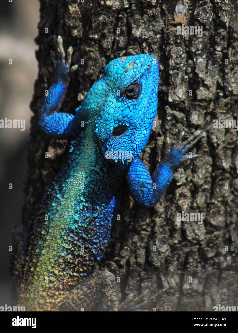 Blue lizard hi-res stock photography and images - Alamy