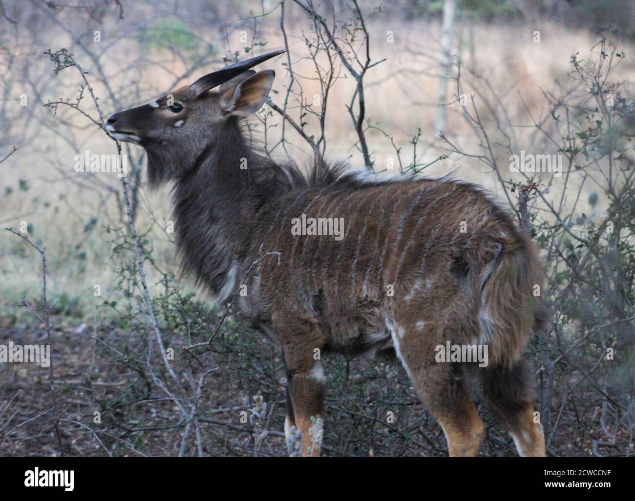 Nyala buck hi-res stock photography and images - Alamy
