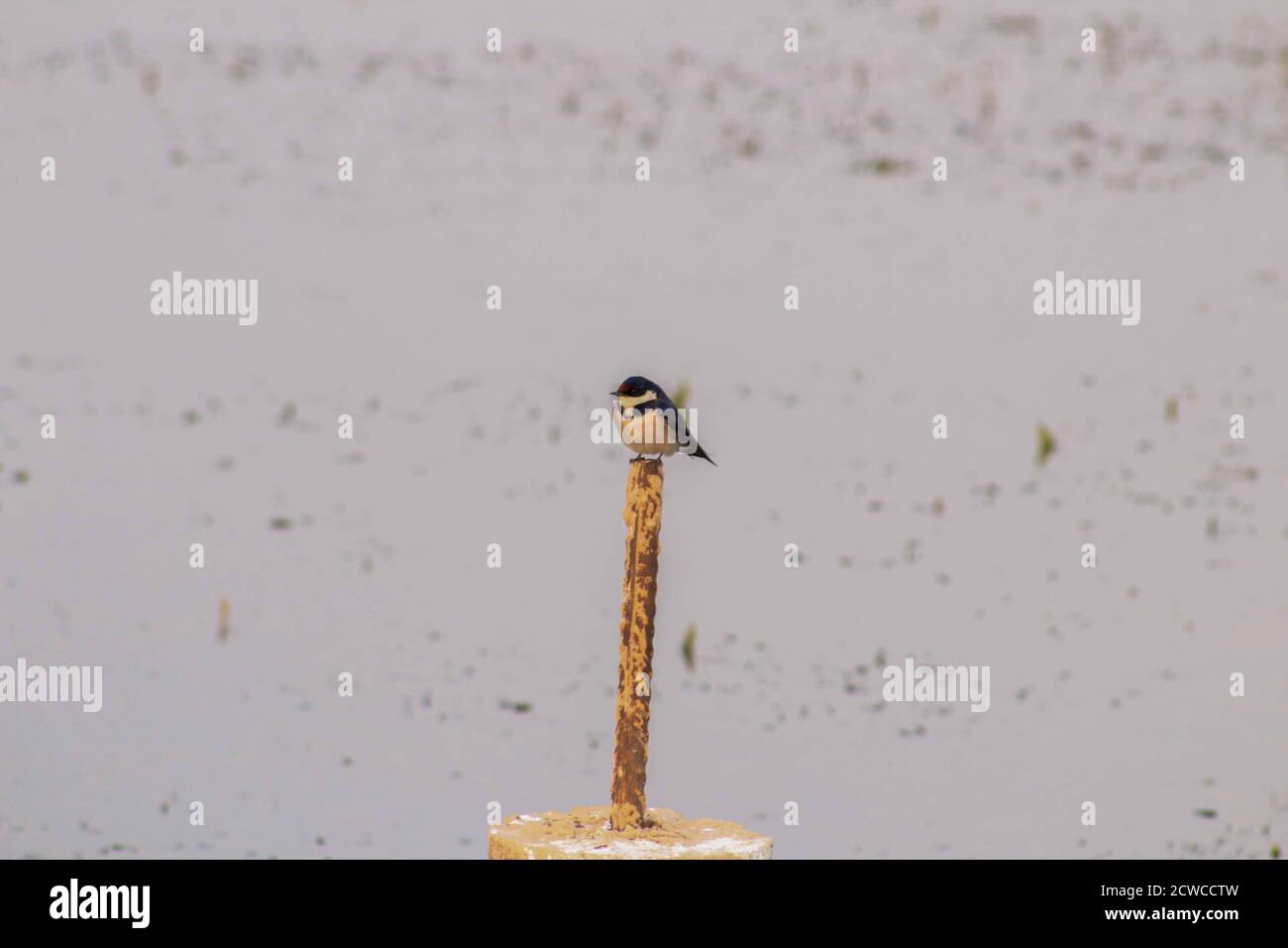 Bird sitting perched on a column rebar Stock Photo - Alamy