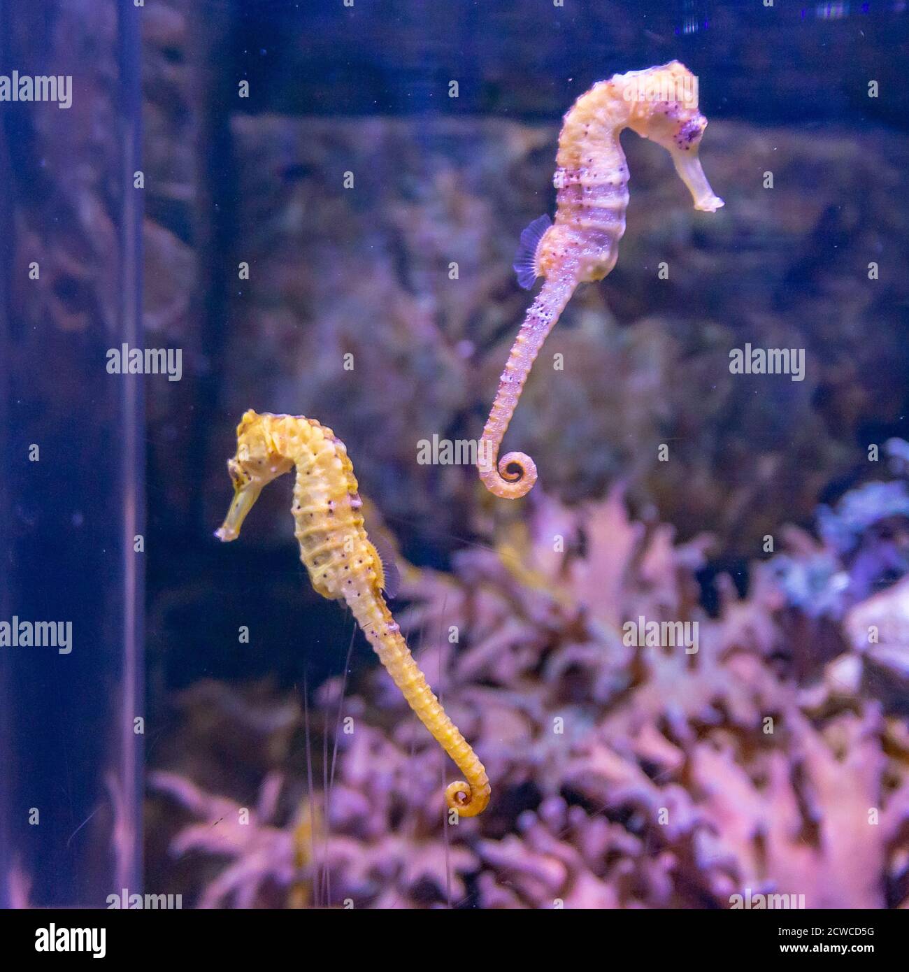 Beautiful Seahorse Photography