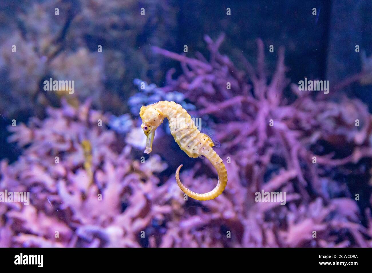 Beautiful Seahorse Photography