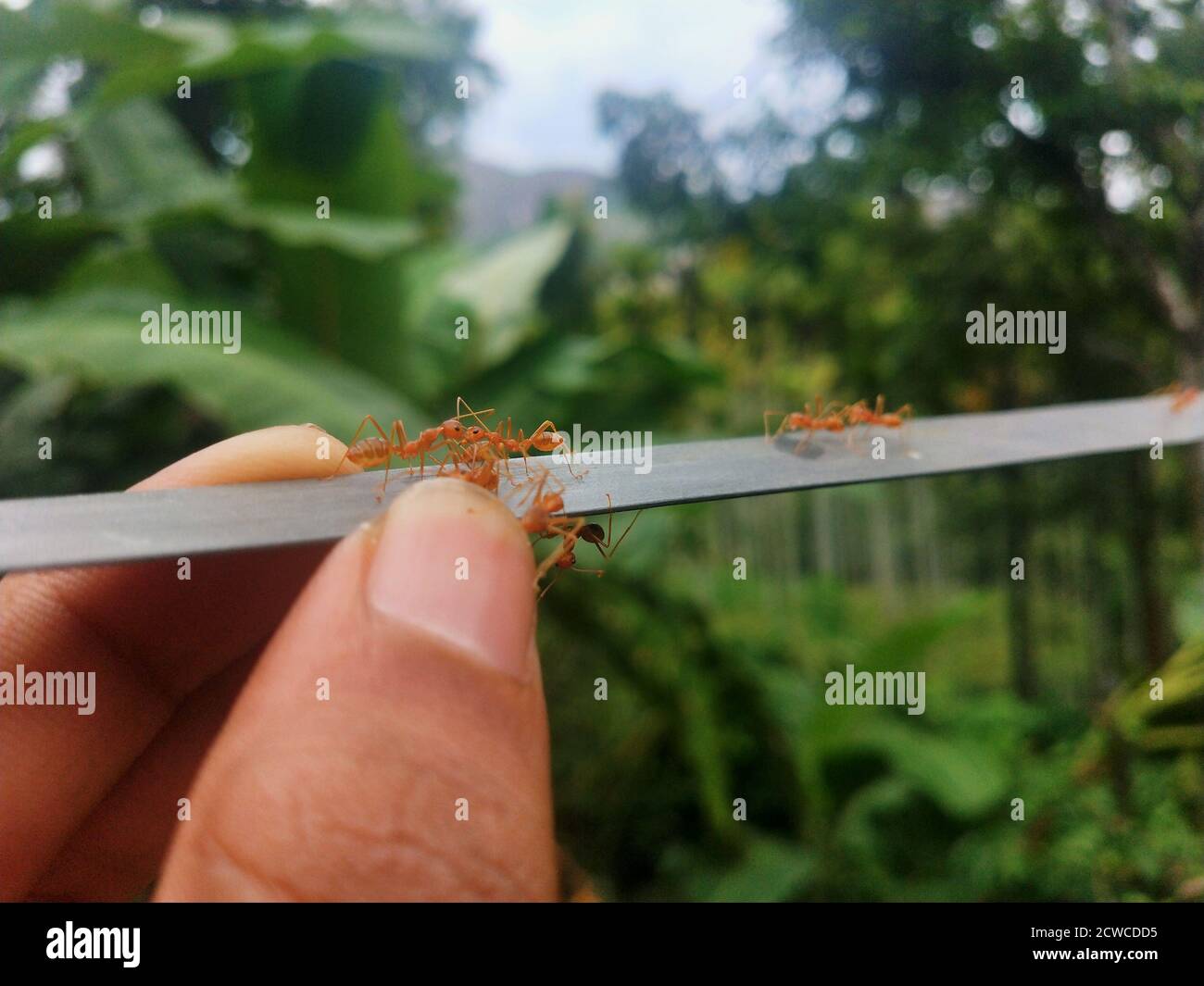 Ants on a hand hi-res stock photography and images - Alamy