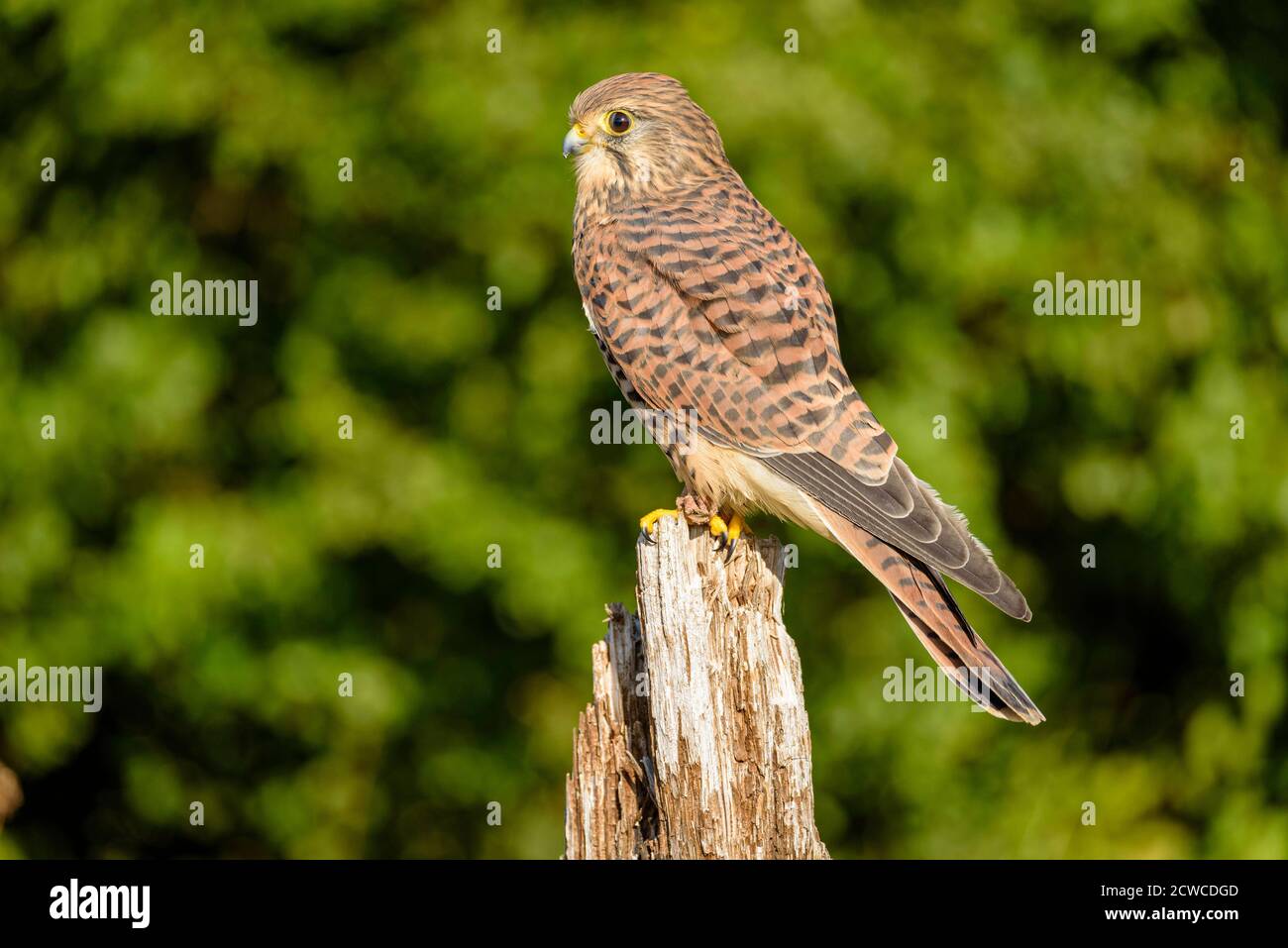 The common kestrel is a bird of prey species belonging to the kestrel ...