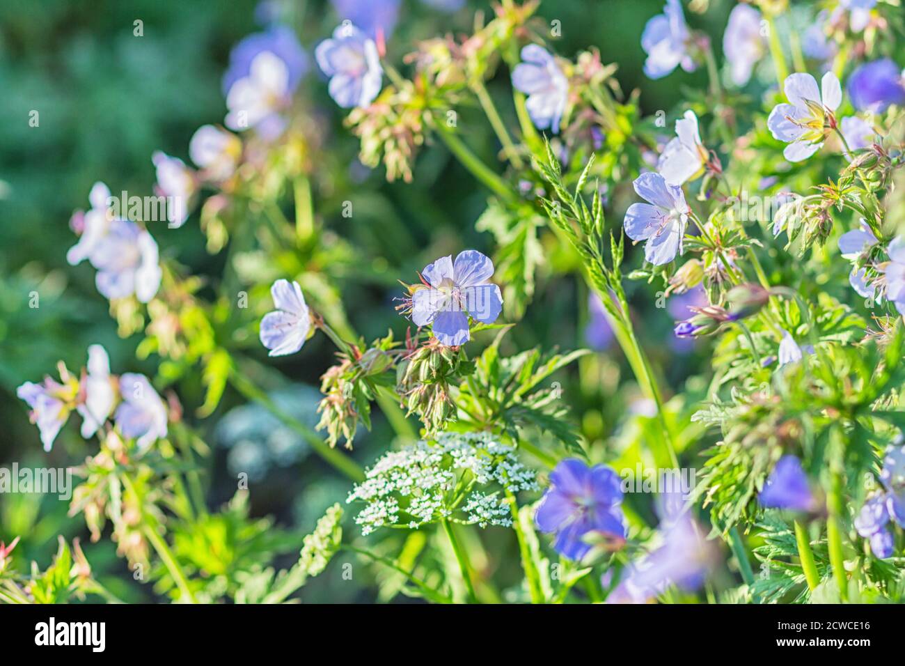 Geranium garden iris lavender hi-res stock photography and images - Alamy