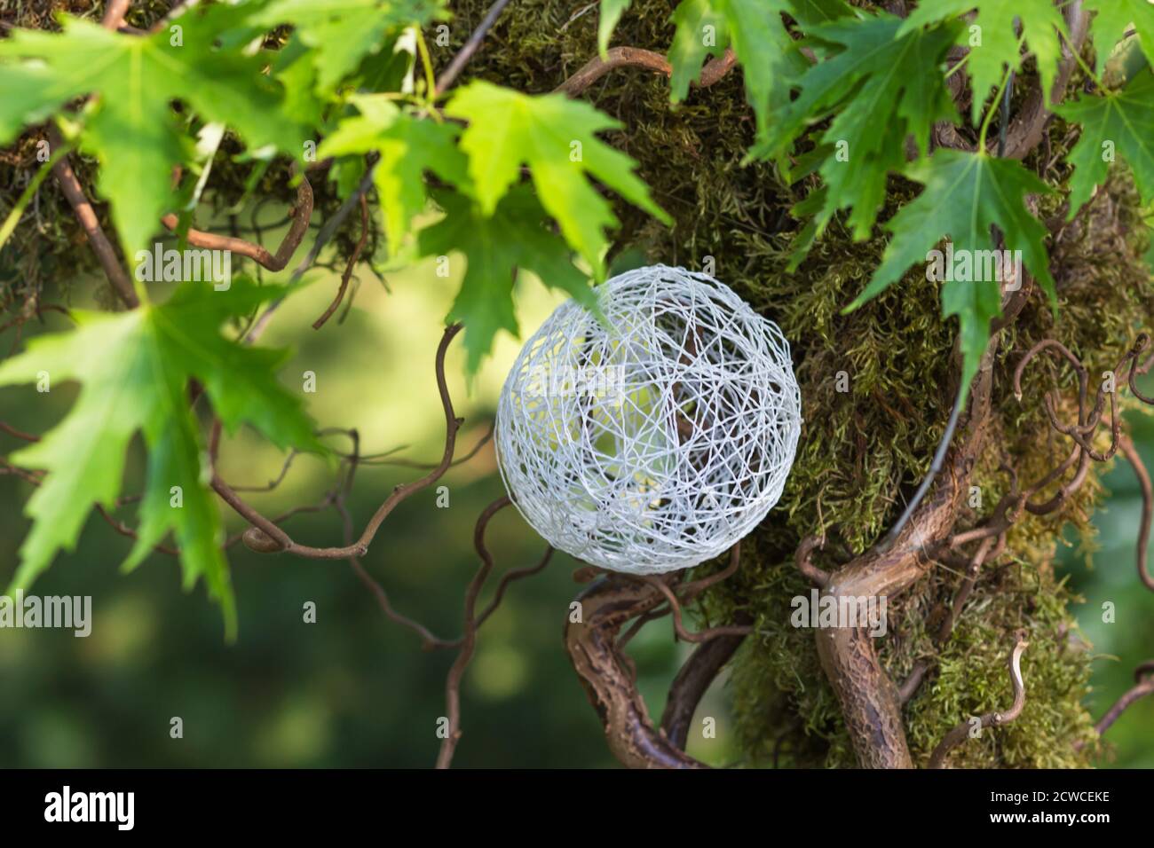 Thread maple tree hi-res stock photography and images - Alamy