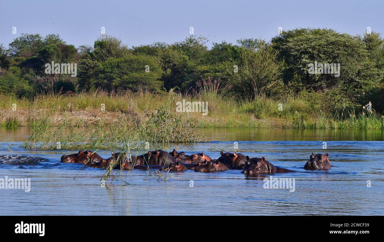 Group of hippos (hippopotamus, hippopotamus amphibius) enjoying the ...