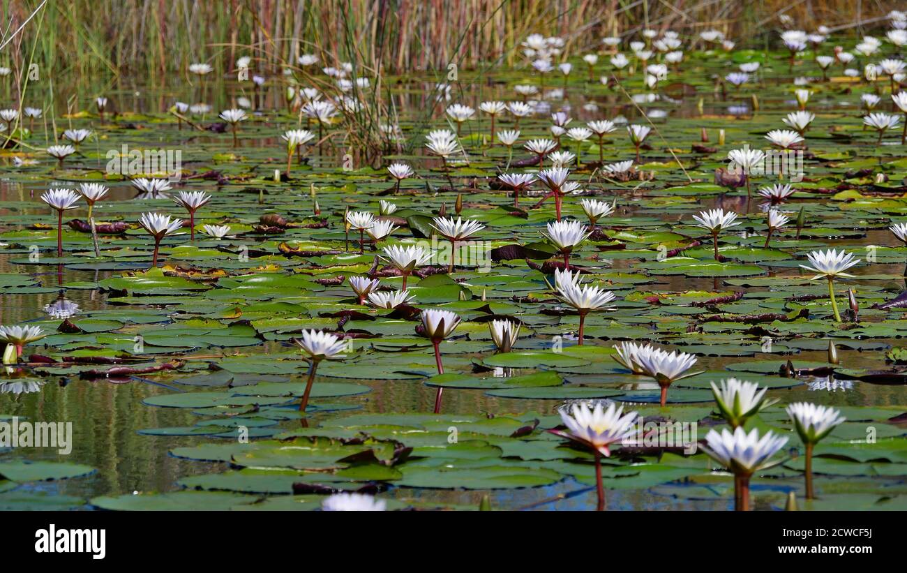 Namibia national flower hi-res stock photography and images - Alamy