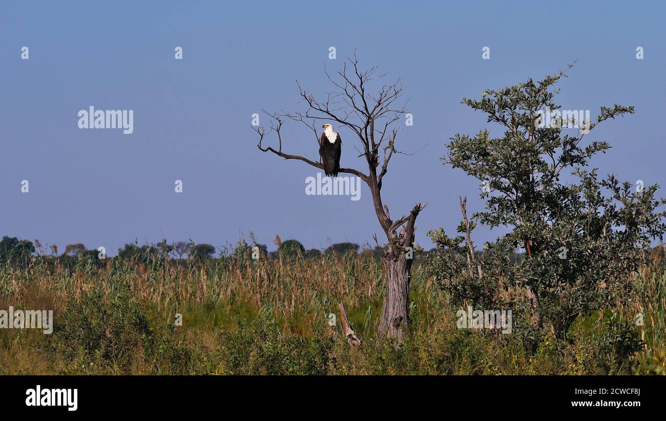 African fish eagle bird (haliaeetus vocifer) sitting on the branch of ...