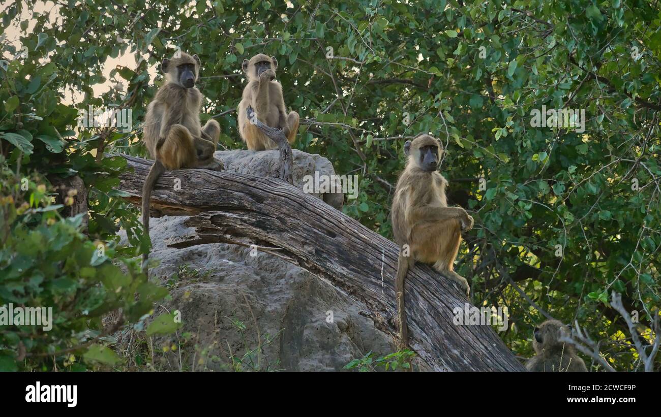 Group of three curious vervet monkeys (chlorocebus pygerythrus) sitting ...