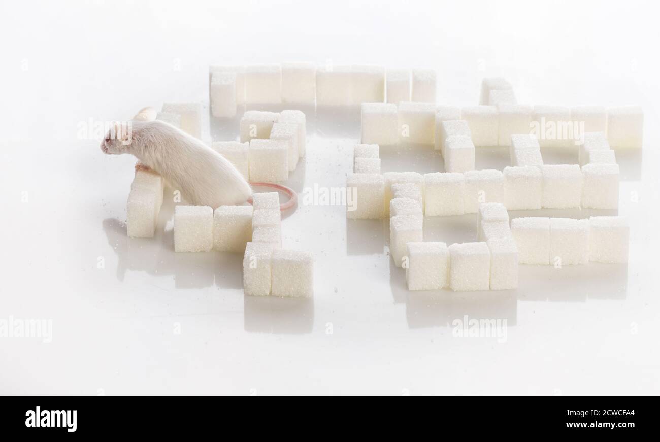 Laboratory mouse maze hi-res stock photography and images - Alamy