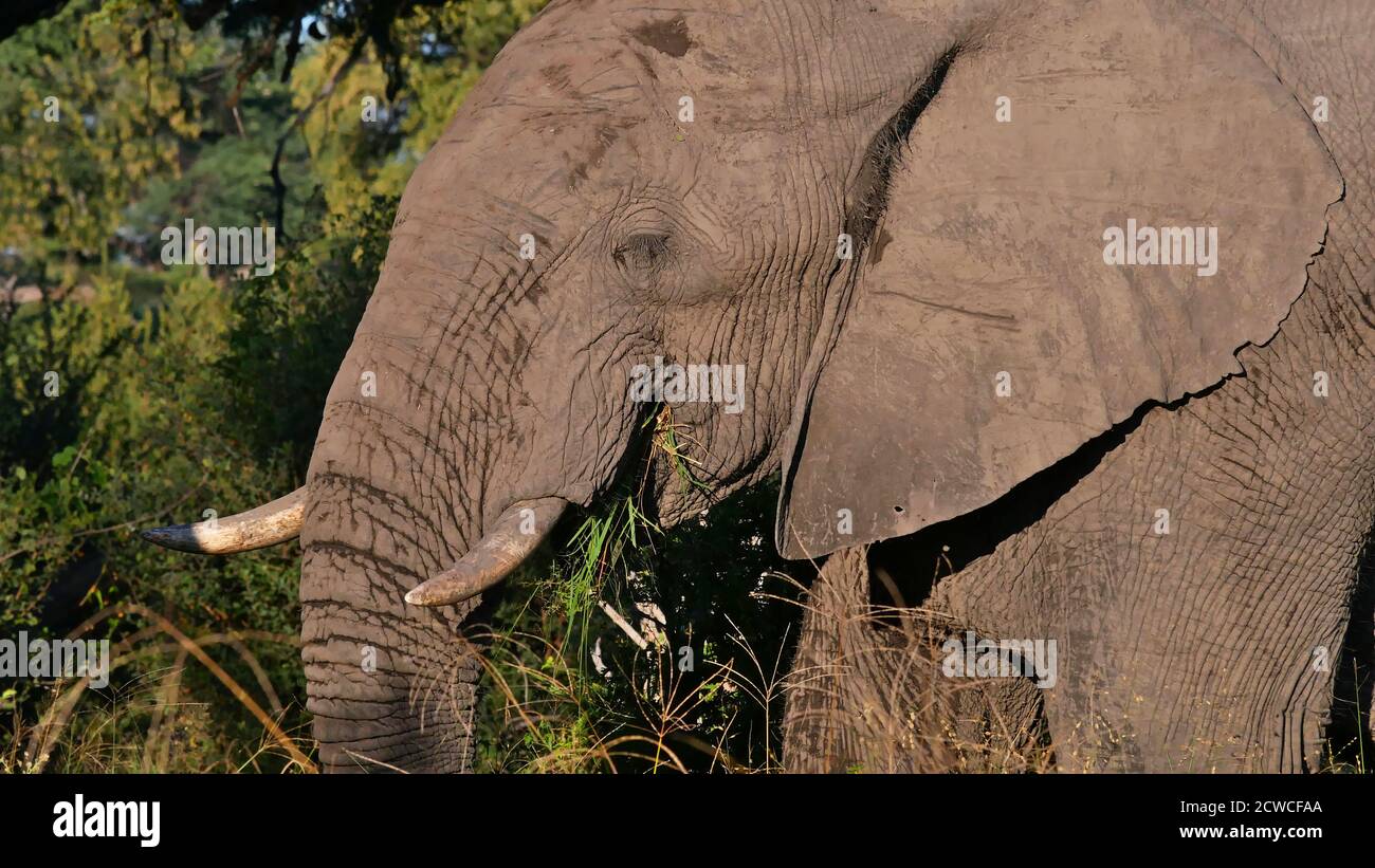 Elephant tuft hi-res stock photography and images - Alamy