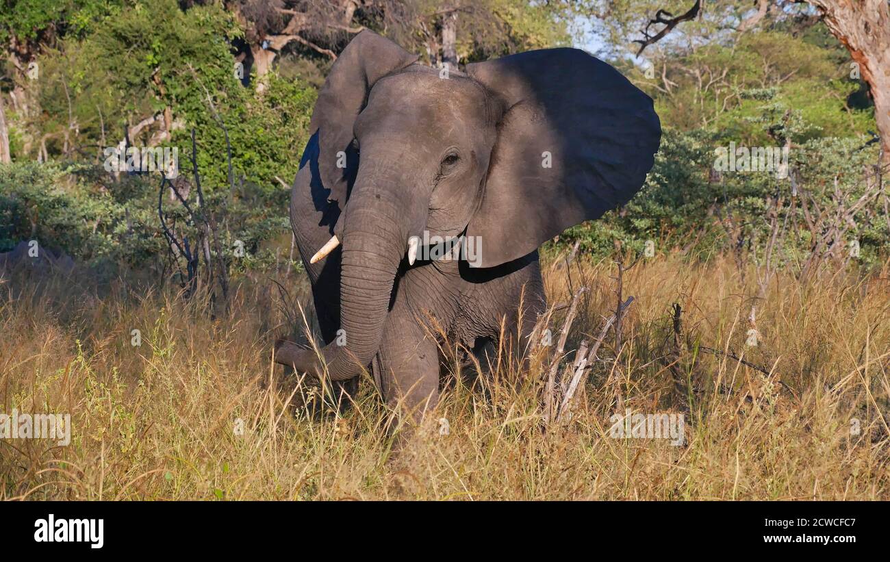 Angry elephant hi-res stock photography and images - Alamy