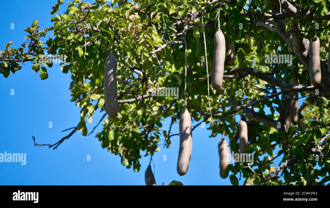 Kigelia africana hi-res stock photography and images - Alamy