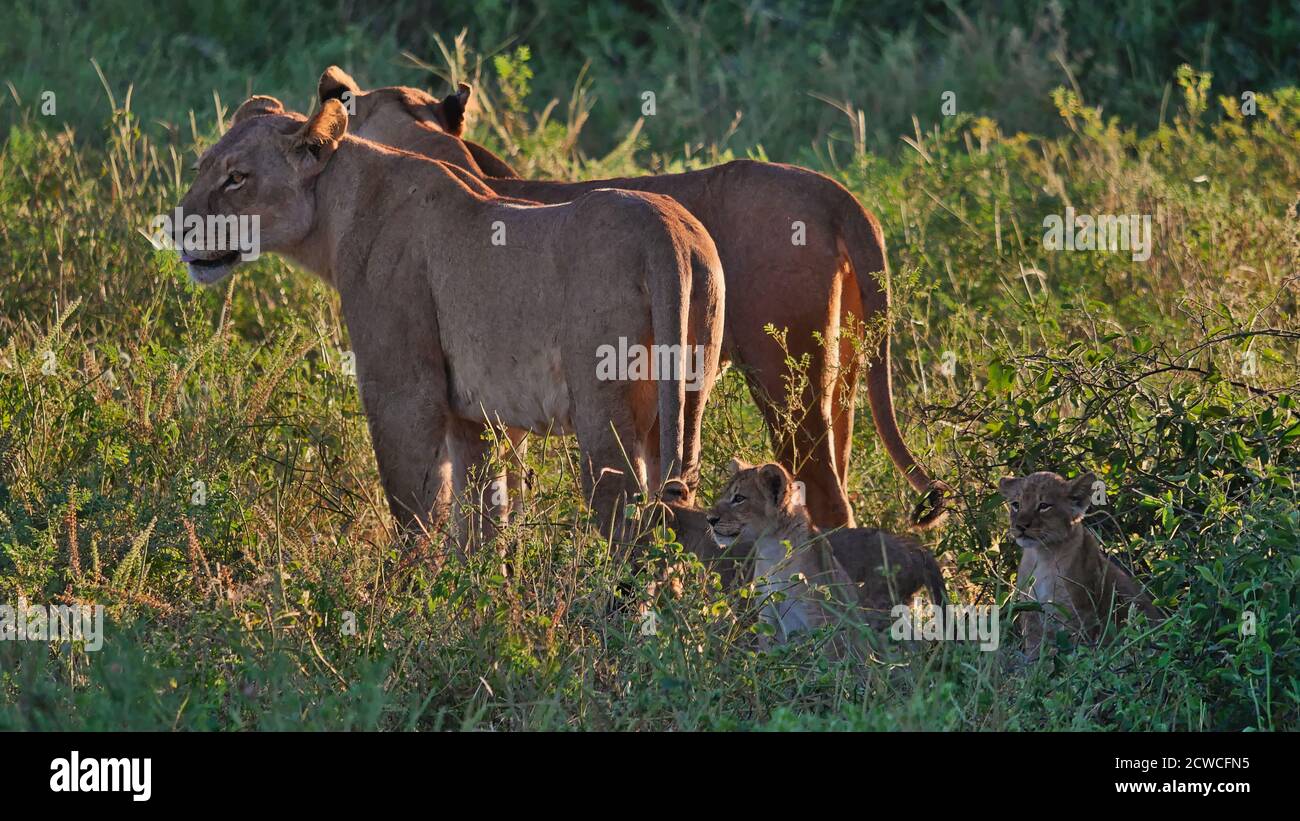 Lion guarding cubs hi-res stock photography and images - Alamy