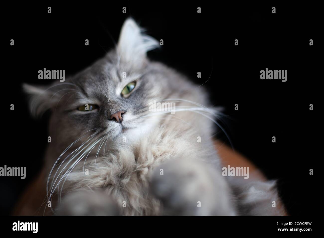 Sites cats hi-res stock photography and images - Alamy