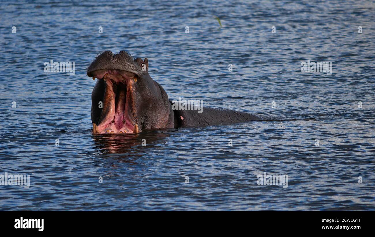 Front view of intimidating single hippo (hippopotamus, hippopotamus ...