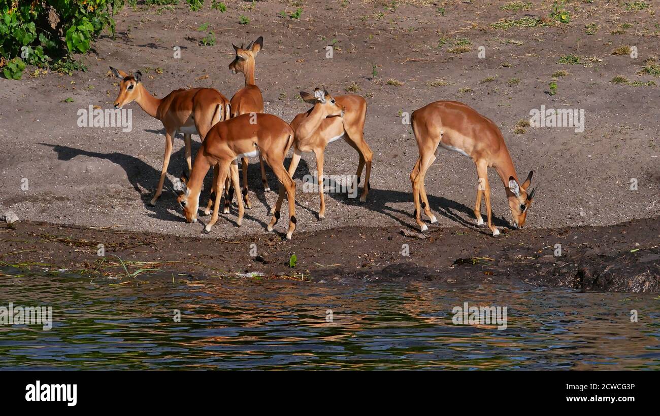 Antelopes hi-res stock photography and images - Alamy