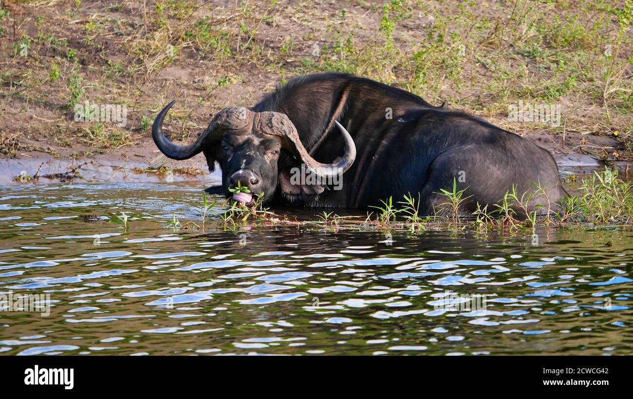 Cape water buffalo hi-res stock photography and images - Alamy