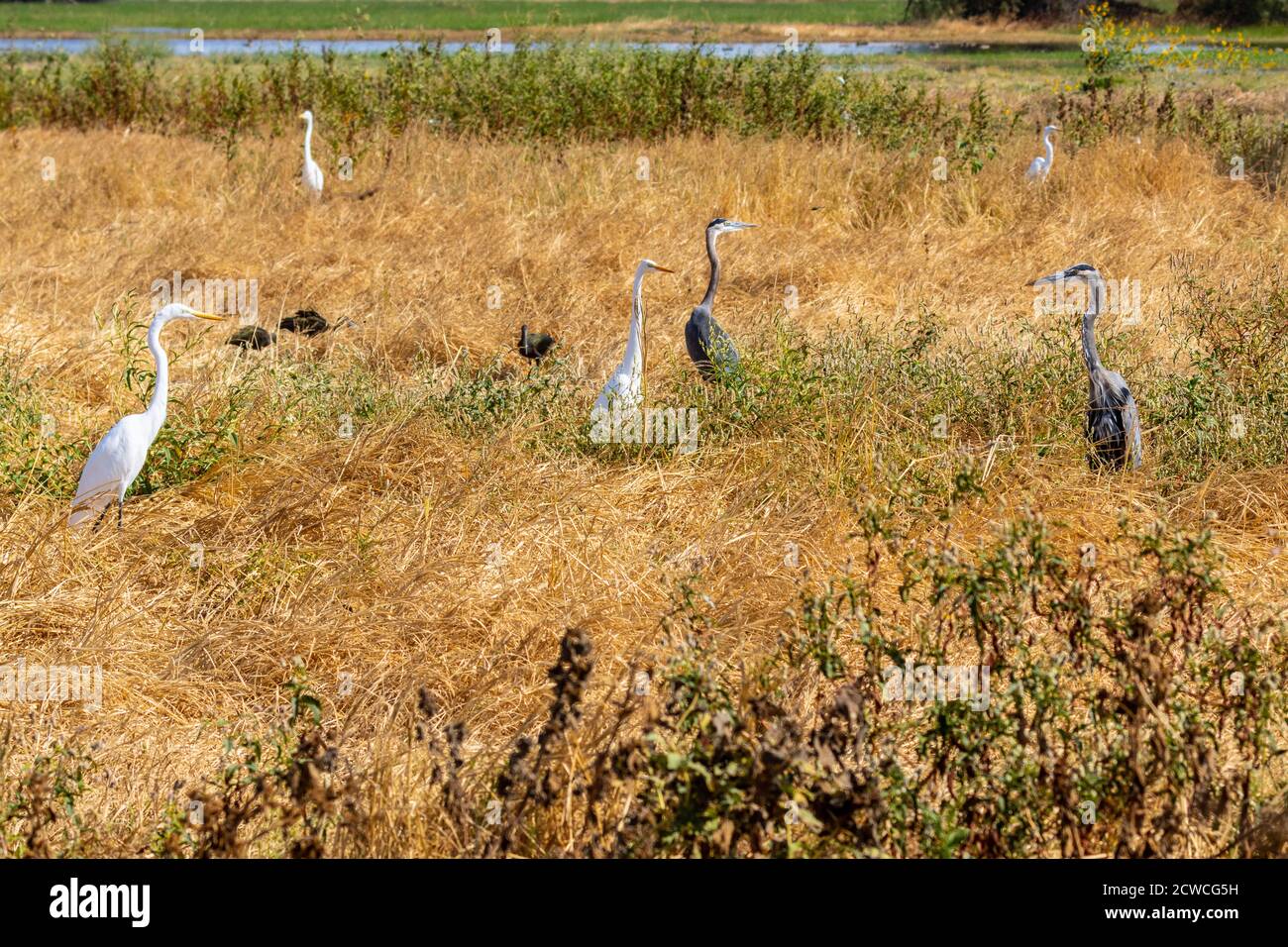 White faced ibis at the merced national wildlife hi-res stock ...